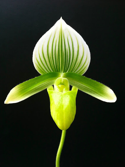 Paph Maudiae alba | Slippertalk Orchid Forum