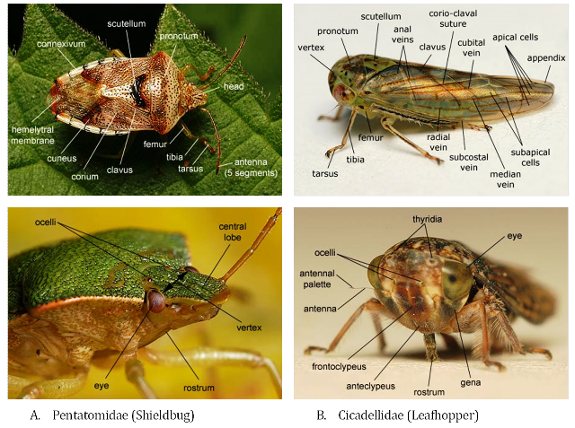 SERANGGA DAN PERLINDUNGAN TANAMAN: HEMIPTERA (HETEROPTERA) DAN HOMOPTERA