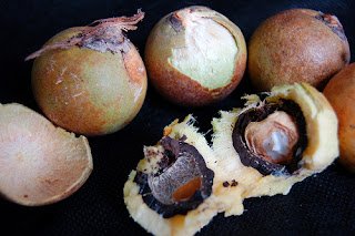 Um abraço: A Flora do Brasil