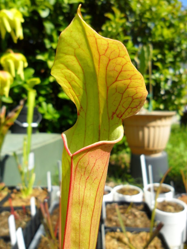 Post Dormancy 2013 (Updated 6/19/13) - FlyTrapCare Forums