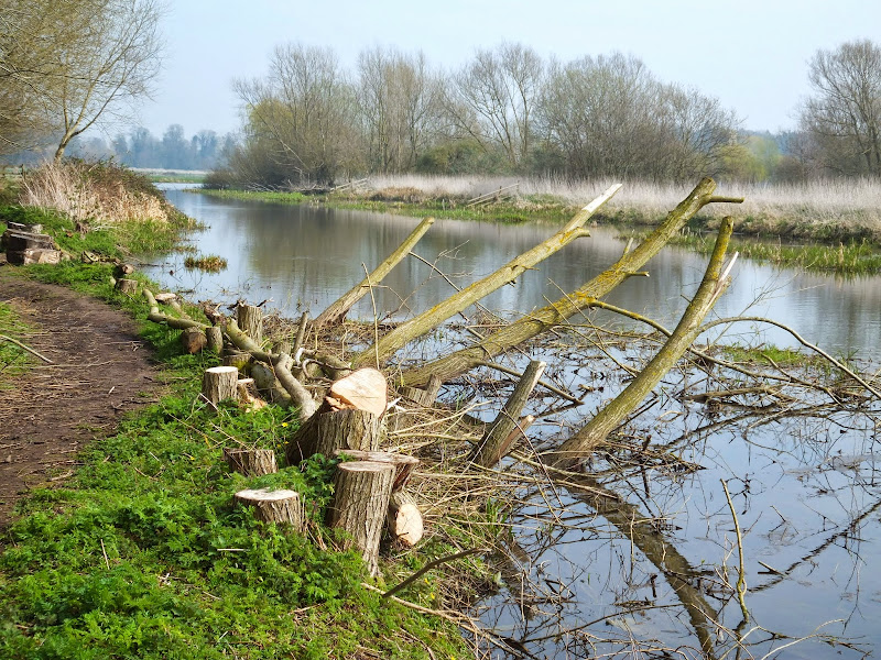 Bure River Walk from Coltishall to Brampton ~ Griffmonsters Great Walks