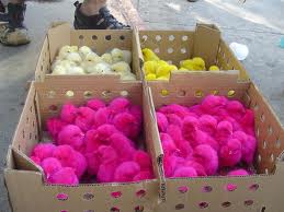 Cottage Hann~Me~Downs: Dyeing To Be PINK!