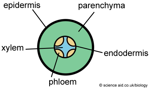Antti's Biology: 2.53 Root Structure