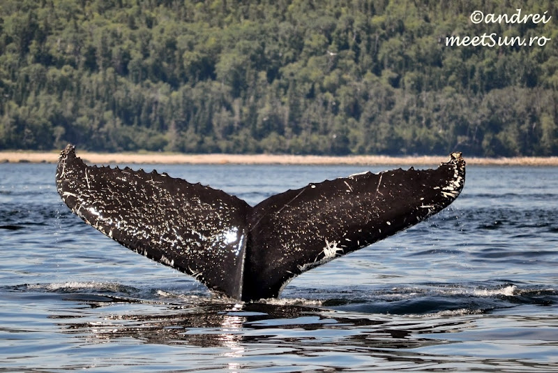 Visarea-i o coamă lungă de balenă | meetSun.ro