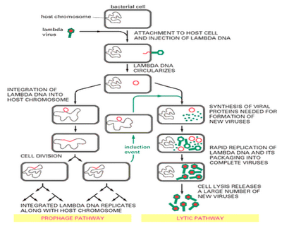 Black Scorpion: Struktur, Bentuk & Macam-macam Virus