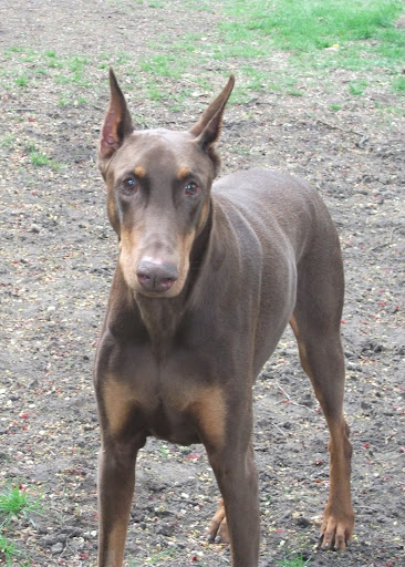 Best Day Ever? I have Dozerman Pinschers. | Doberman Forum : Doberman ...