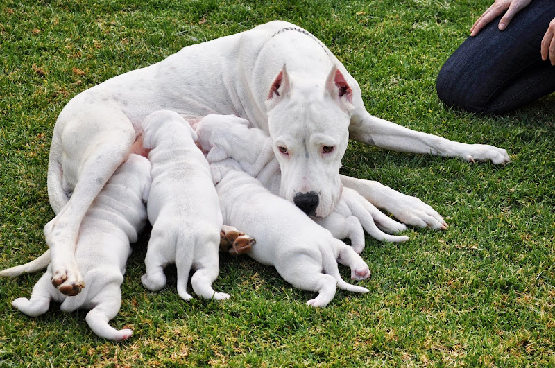 Perros mamando - Imagui