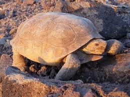 Odd Facts about Animals