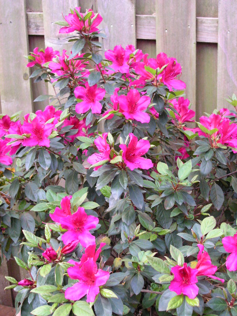 The Lazy Shady Gardener: Formosa Red Azalea