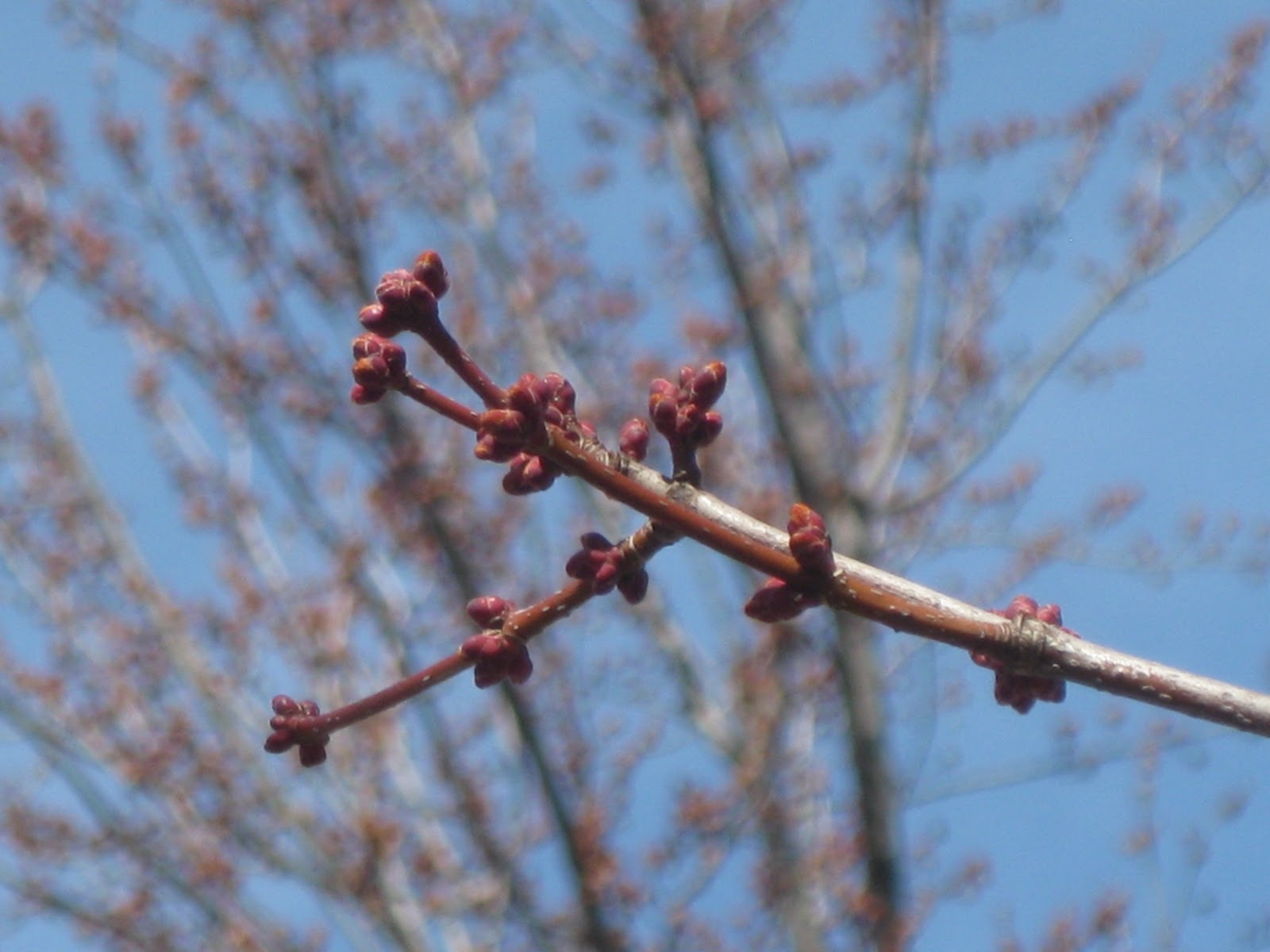 Trees: Spring emerges in red maple and silver maple