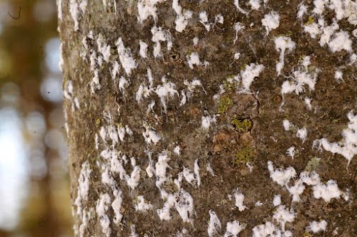 Distracted Naturalist: White Spots On White Pine Bark