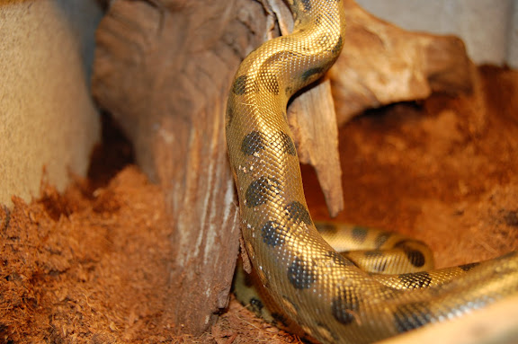 Raised scales | Reptile Forums