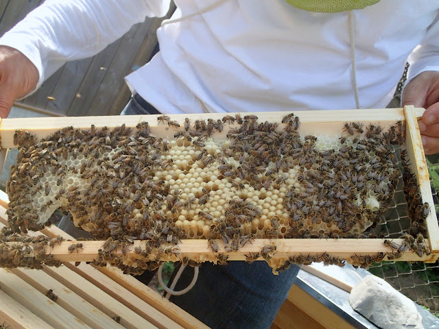 Queen cells on a drone frame? | Beesource Beekeeping Forums