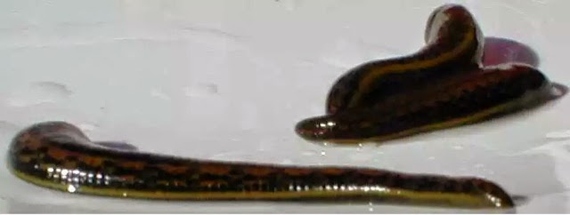 sains tingkatan 2: sistem rangka hidrostatik