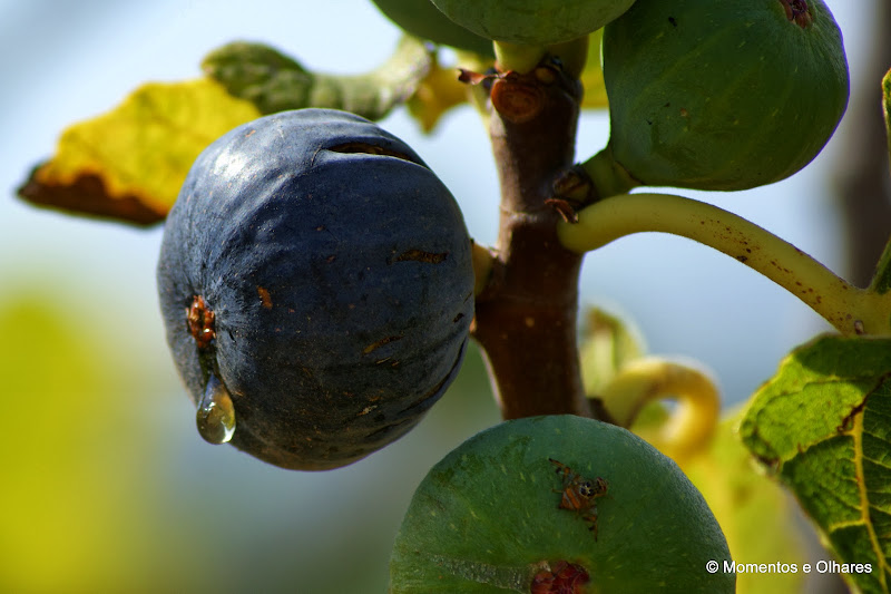 Detalhes do Outono : Figos - Momentos e Olhares