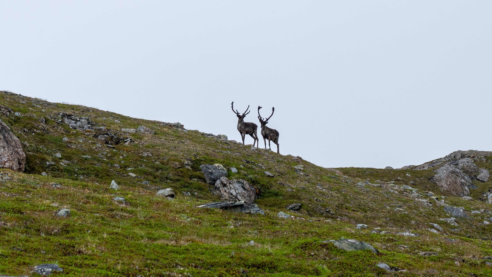 Clasberg reser: Regn och helikopter i Klimpfjäll