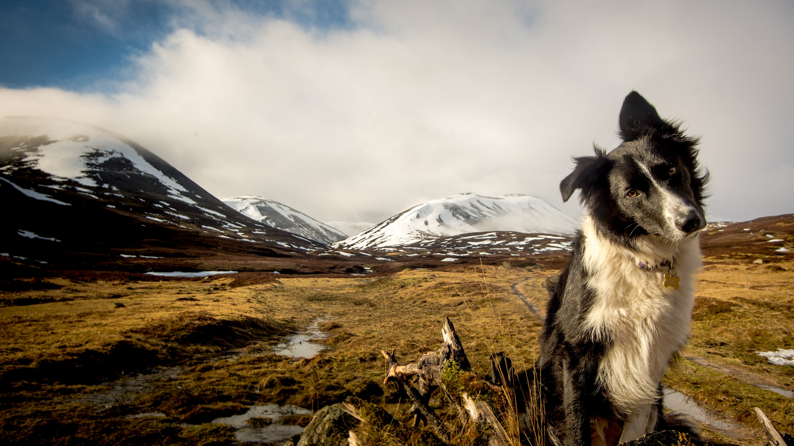 Do Border Collies Tend to Run Away? – FurryHerders Do Border Collies Tend to Run Away? – FurryHerders