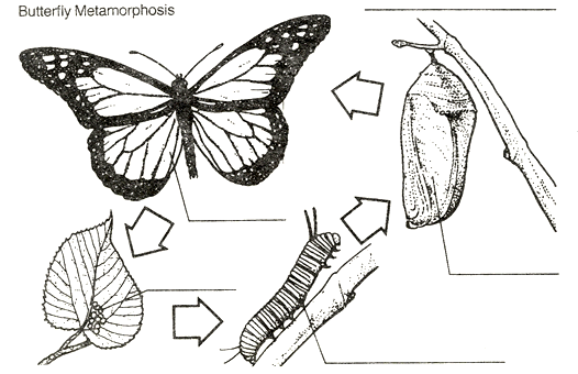 Grasshopper Incomplete Metamorphosis Grasshopper Incomplete Metamorphosis