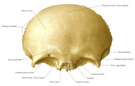 Resumo da anatomia dos ossos do crânio - Sanarmed Resumo da anatomia dos ossos do crânio - Sanarmed