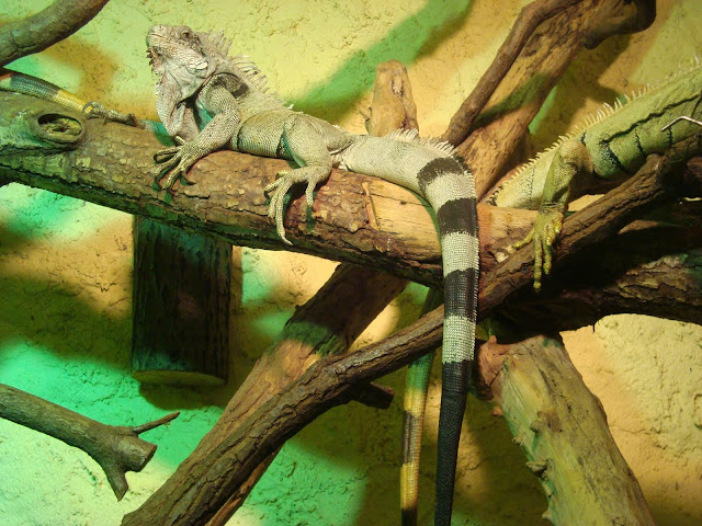 09 | Marzec | 2011 | Mrówkojad i przyjaciele...