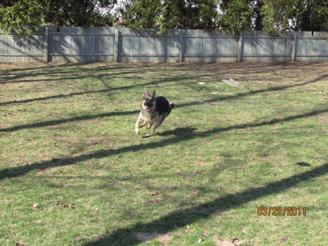 Max and his Friz (pic heavy) | German Shepherds Forum