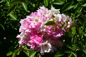 using it all up: Mable's Roses