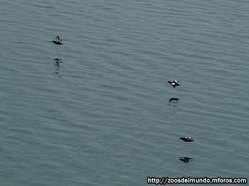 Zoos del Mundo - Howth (Dublín, Irlanda): Focas grises y aves marinas ...