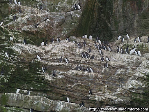 Zoos del Mundo - Howth (Dublín, Irlanda): Focas grises y aves marinas ...