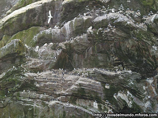 Zoos del Mundo - Howth (Dublín, Irlanda): Focas grises y aves marinas ...