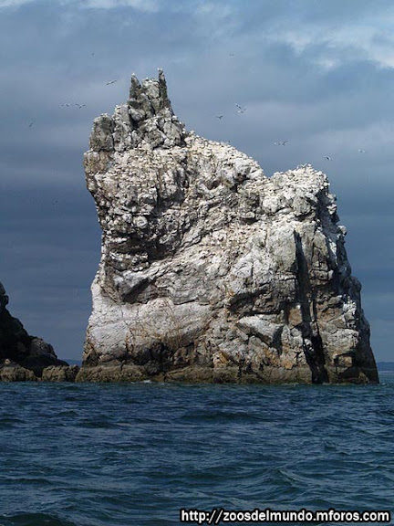 Zoos del Mundo - Howth (Dublín, Irlanda): Focas grises y aves marinas ...