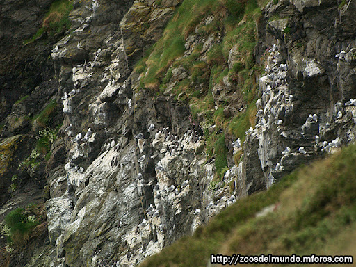 Zoos del Mundo - Howth (Dublín, Irlanda): Focas grises y aves marinas ...