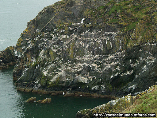 Zoos del Mundo - Howth (Dublín, Irlanda): Focas grises y aves marinas ...