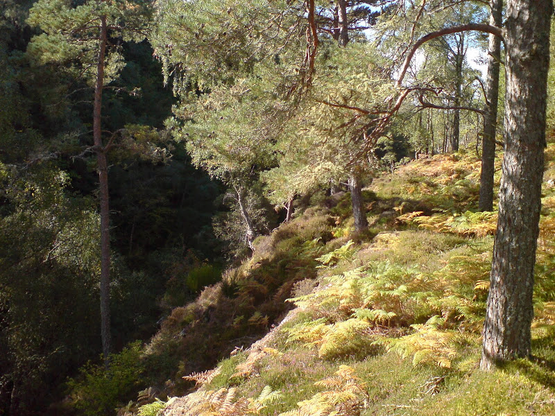 Walk Report - Torr Achilty and a pedal round Easter Ross (Sept 2009 ...
