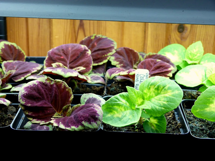 How To Germinate Seeds Indoors | petiolejunction