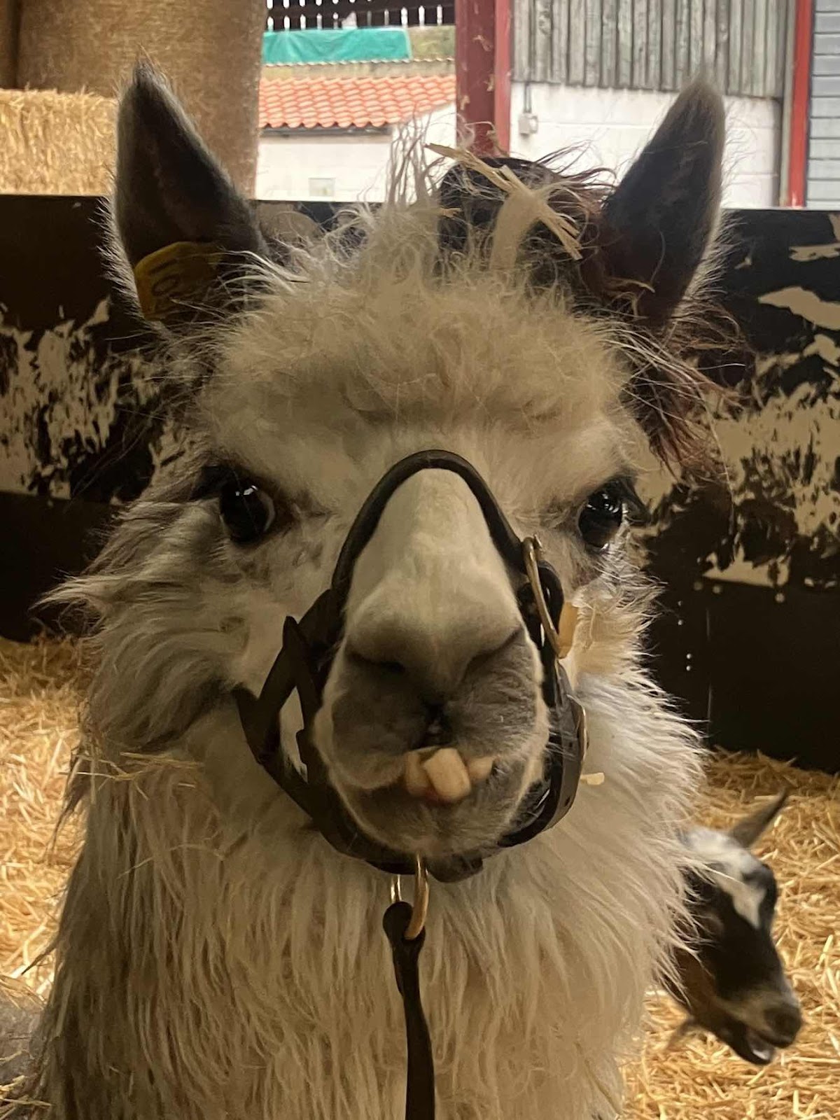 Mountain Lifestyle: Richmond with the Rellos