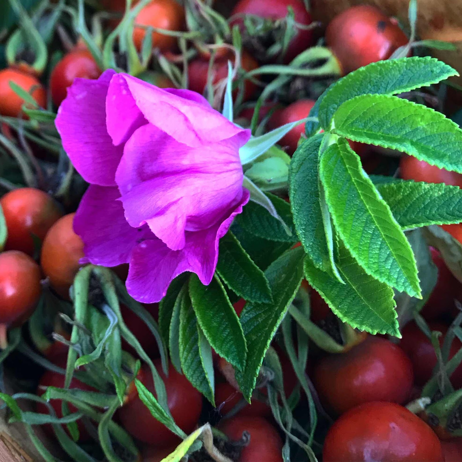 Syltade nypon mormor recept!