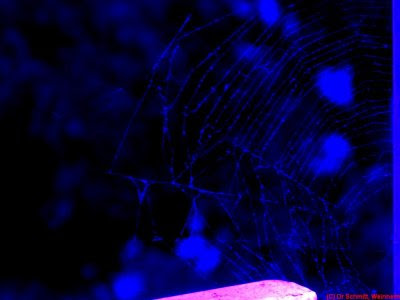 Photography of the Invisible World: Spider Web reflects UV to attract prey