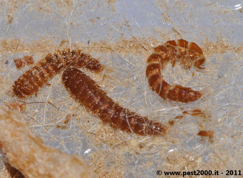 10 Undeniable Facts About Bed Bugs Larvae | Moreoo 10 Undeniable Facts About Bed Bugs Larvae | Moreoo