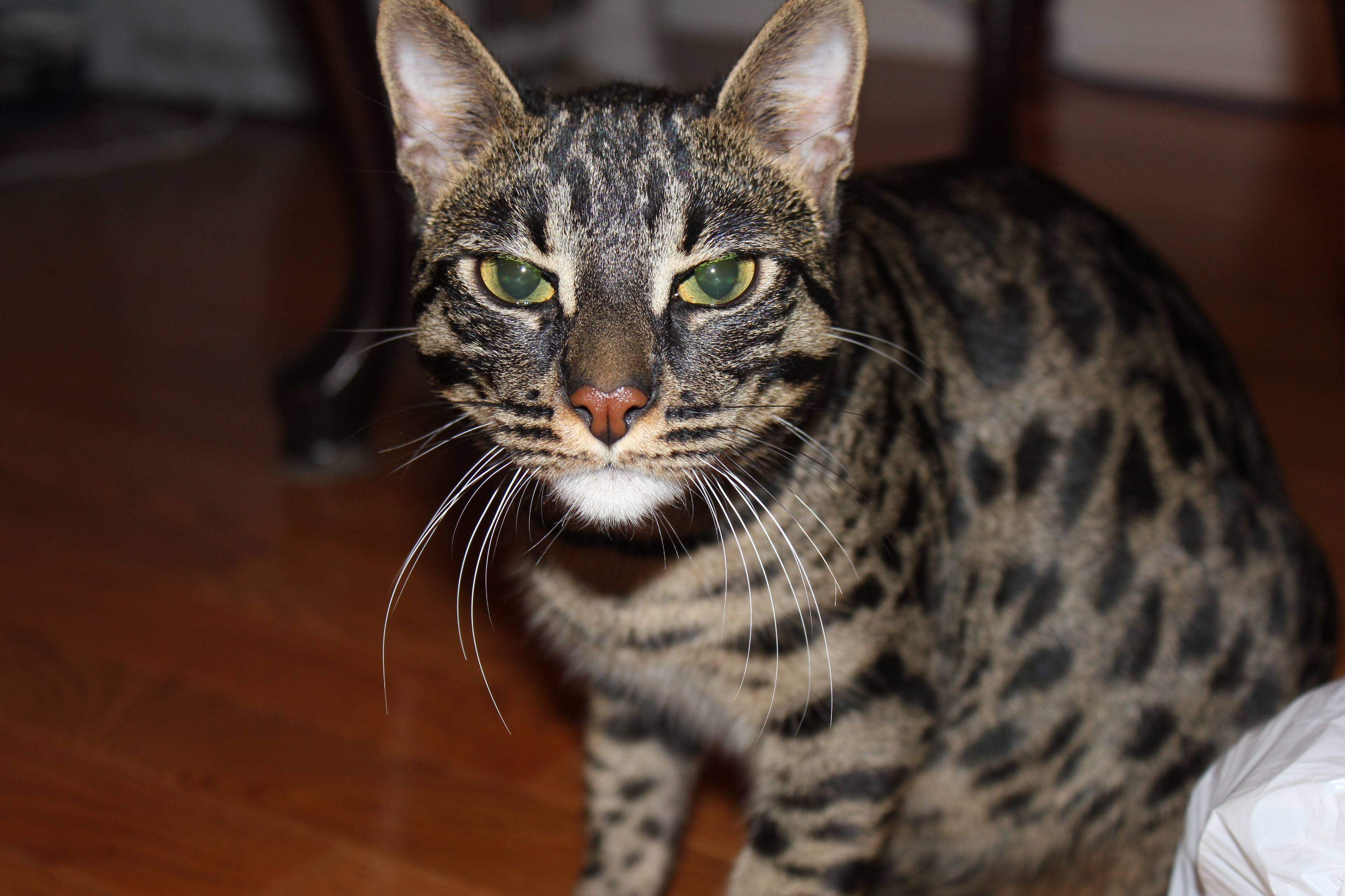 MojosMoxie: Meet Mojo, the F1 Bengal Cat