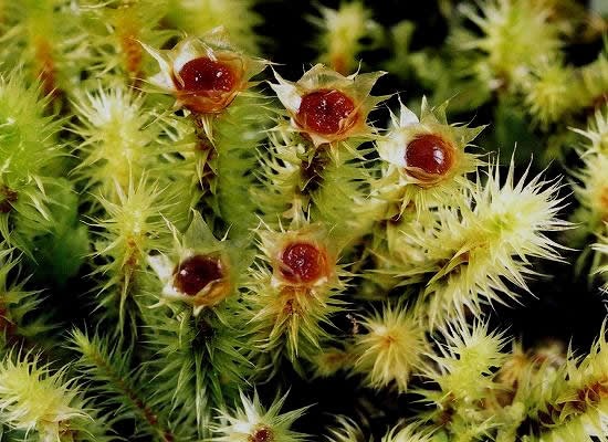 Reproductive System Of Mosses Plant World