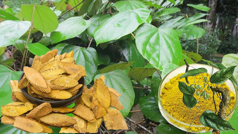 Cách Chữa Cao Huyết áp Bằng đông Y Hiệu Quả And An Toàn